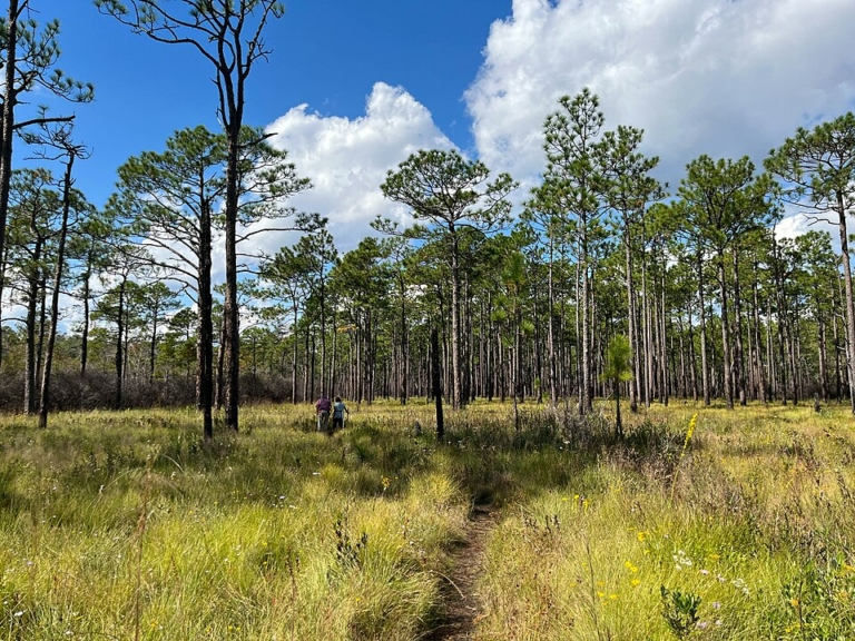 Saving Sledge Forest